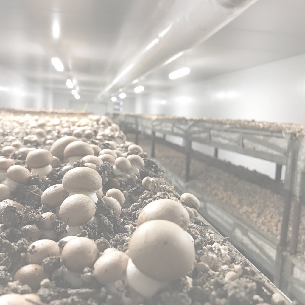 Où nous trouver pour les particuliers › Les Champignons Garonnais